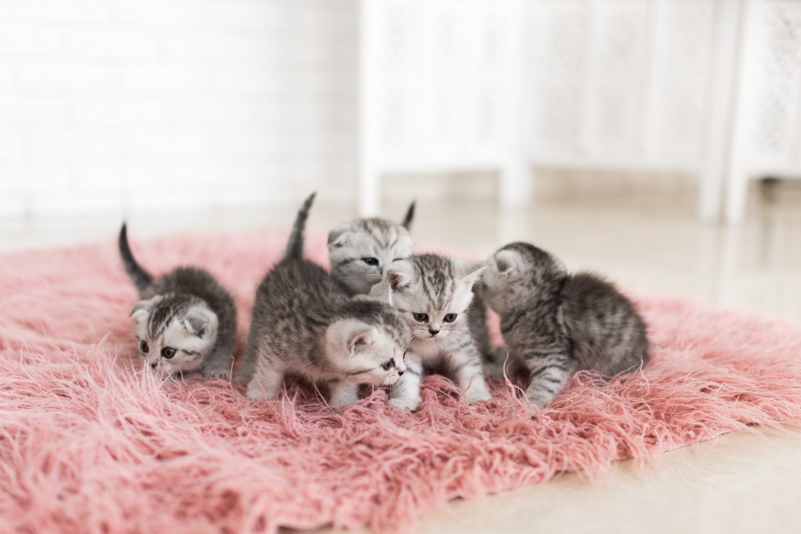 4 ARTÍCULOS BÁSICOS QUE DEBES TENER CUANDO ADOPTAS A UN GATITO - De ...